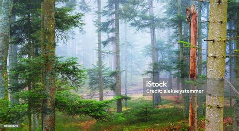 안개가 자욱한 소나무 숲의 먼 길 프렌치 알자스 보주 산맥 0명에 대한 스톡 사진 및 기타 이미지 0명 가을 계절 Istock