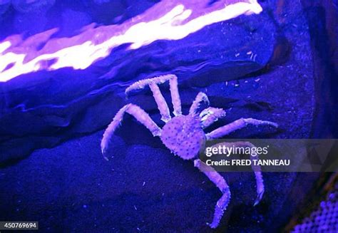 Kamchatka Crab Photos and Premium High Res Pictures - Getty Images