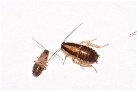 Cockroach Pictures Photo Gallery With Images