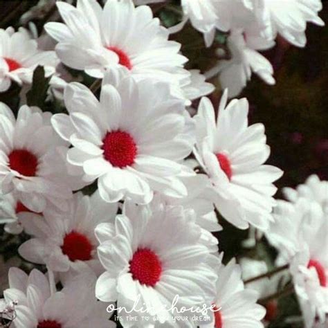 Jual Biji Benih Bunga Daisy Lucu Shopee Indonesia