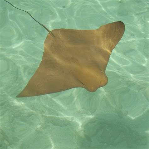 Unearthing The Truth About The Common Eagle Ray Save Our Seas Foundation