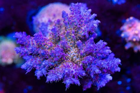 WWC Peacemaker Acropora