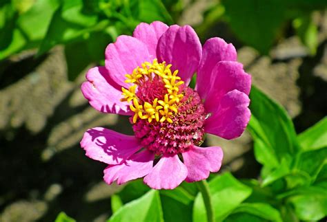 花 百日草 盛开 Pixabay上的免费照片 Pixabay