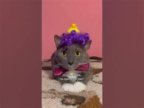 КОТИКИ В ШКОЛЕ - ЧТЕНИЕ НА ЛЕТО - YouTube