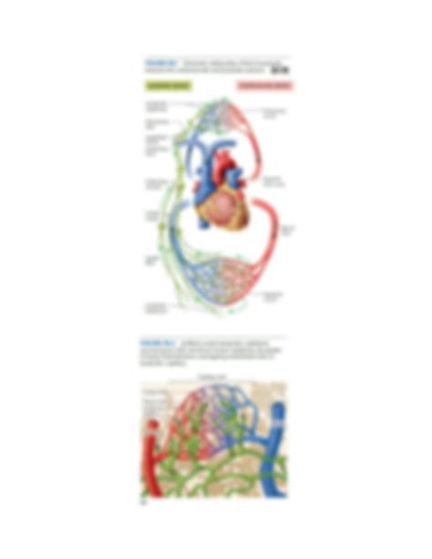 SOLUTION Lymphatic System Laboratory Exercise Studypool