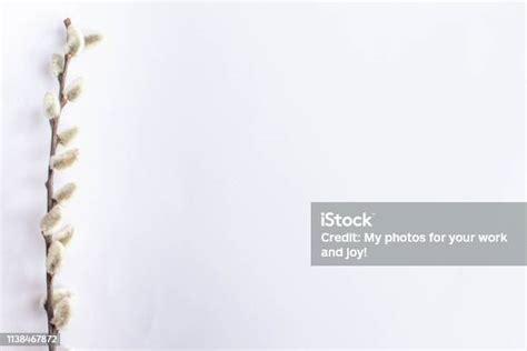 손바닥 일요일 흰색 배경에 버드 나무 흰색 배경 복사 공간에 버드 나무 캣 츠 부활절 버드 나 뭇 가지 0명에 대한 스톡 사진 및 기타 이미지 Istock