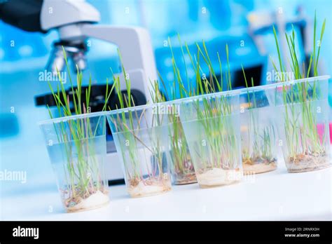Investigating The Impact Of Varying Nutrient Solutions On Root