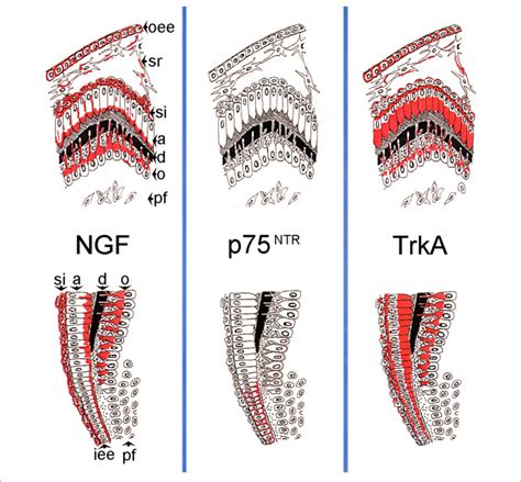 Schematic Illustration Of The Expression Patterns Of The Ngf P75 Ntr
