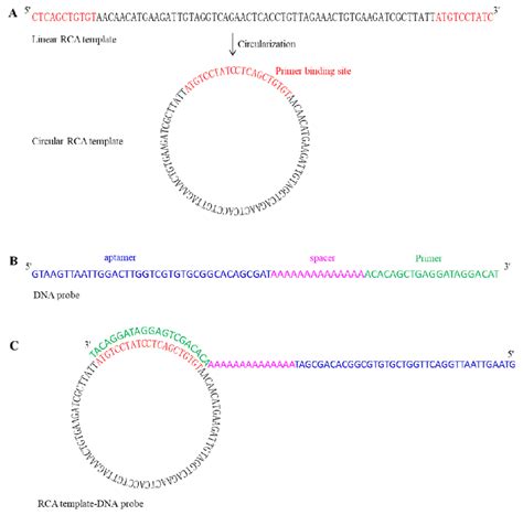 Fig S4 A Structure Of Rca Template The Circular Template Was Download Scientific Diagram