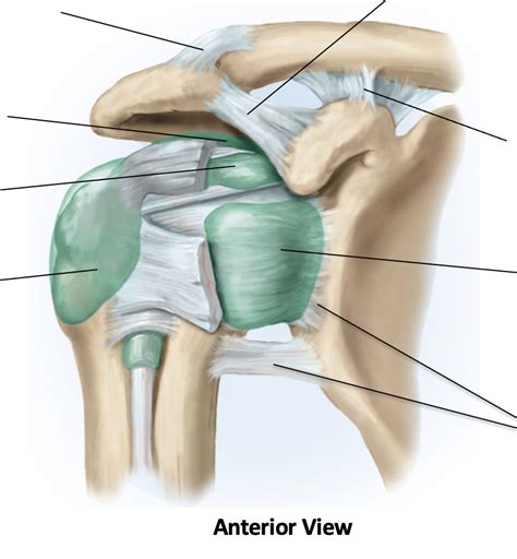 Glenohumeral Joint Diagram Quizlet