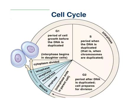 Mitotic Index Calculation And Importance Pptx
