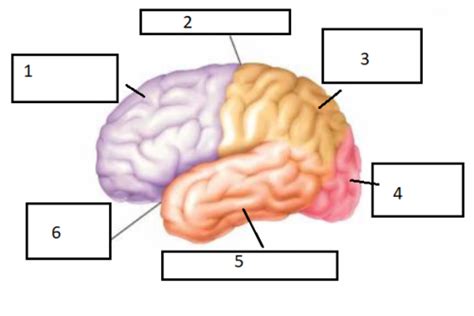 Biopsych Test 2 Flashcards Quizlet