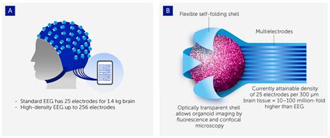 Scientists Now Want To Create Ai From Real Human Brain Cells Using Organoid Intelligence Oi