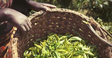 Uk Tea Brands Urge Removal Of Factory Director In Sex Scandal The Grocer