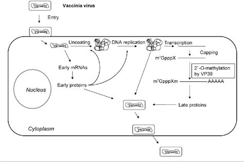 Figure 1 From Recognition Of Mrna Cap Structures By Viral And Cellular Proteins Semantic Scholar
