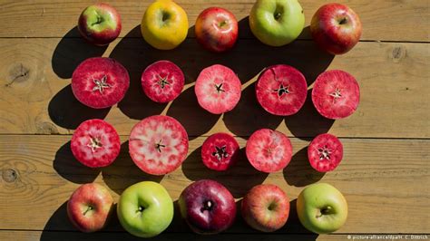 Яблоня Виды Фото – Telegraph