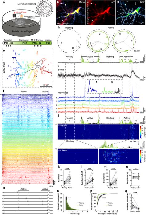 Characteristics Of Microdomain Ca²⁺ Transients In Opcs In The Cortex