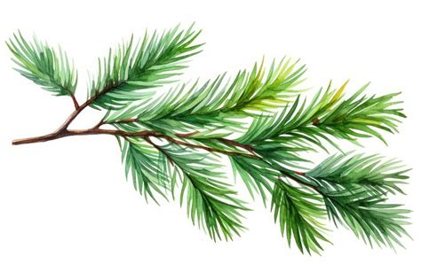 Pine Branch Tree Pine Plant Free Photo Illustration Rawpixel