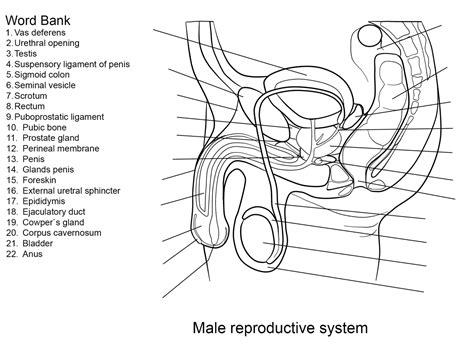 Male Reproductive System Worksheet Coloring Pages Coloring Cool