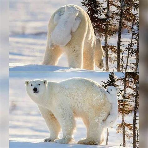 Curious Polar Bear