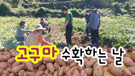 고구마 수확하는 날 Youtube