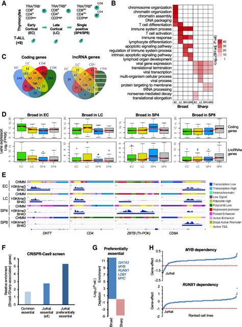 Dynamics Of Broad H3k4me3 Domains During Early T Cell Differentiation Download Scientific