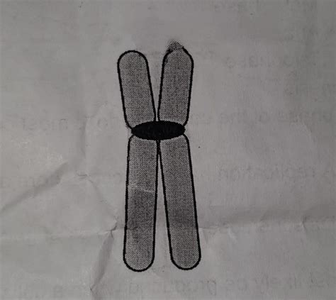 Mitosis Cell Cycle Flashcards Quizlet