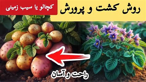 با این روش بهترین محصول به دست بیار روش کشت و پرورش کچالو یا سيب