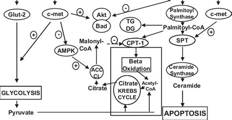 Schematic Representation Depicting The Effects Of Hgfc Met Actions On