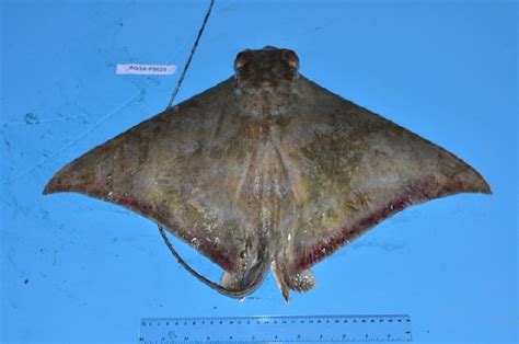 Itk 5b Object Detection Dataset By Universitas Jenderal Soedirman