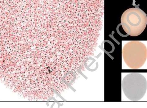 Guinea Fowl Eggshell After Hatch With Marked Points Of Hatch Height Download Scientific Diagram