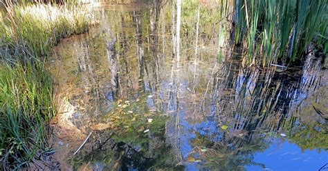 Banjo52 Robert Hass Meditation At Lagunitas Ways Of Being And Saying