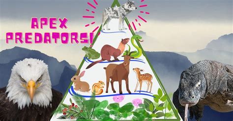 The Role Of Apex Predators In Their Ecosystems Small Online Class For Ages 6 11 Outbabe