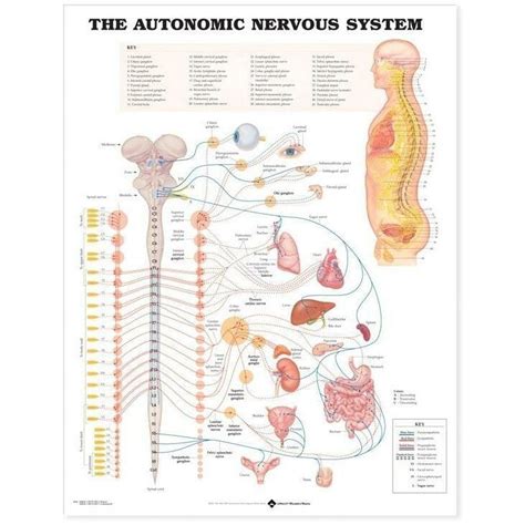 Autonomic Nervous System Anatomical Chart Chiro1source