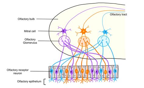 Olfactory System Introduction To Neurobiology