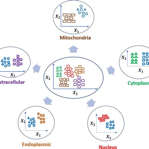 One Versus Rest Ovr Approach For Classifying Mrna Subcellular