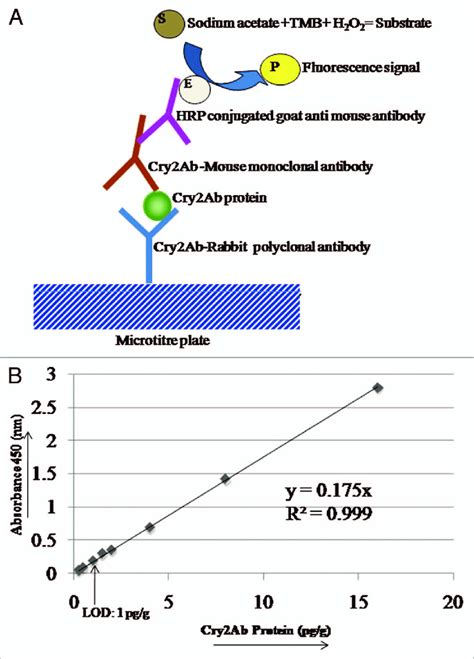 A Schematic Presentation Of Monoclonal Antibody Based Sandwich Elisa Download Scientific