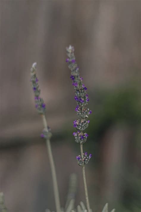 Shaved Celeriac With Chives And Lemon Salt A Short Spring Garden Tour