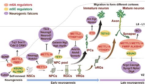 Figure 2 From Review Rna Methylation In Neurodevelopment And Related Diseases Semantic Scholar