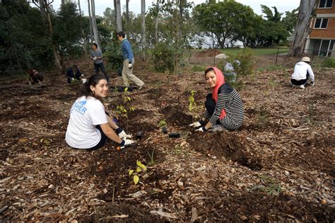 Brisbanes Five Best Mulches Lowndes Landscapes