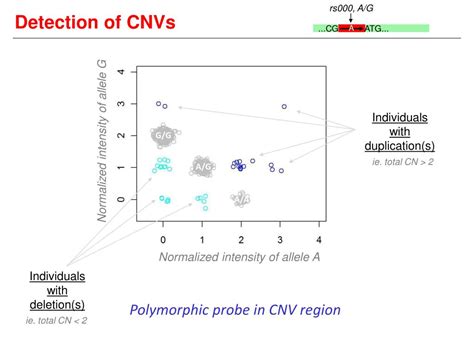 ppt copy number variants detection and analysis powerpoint
