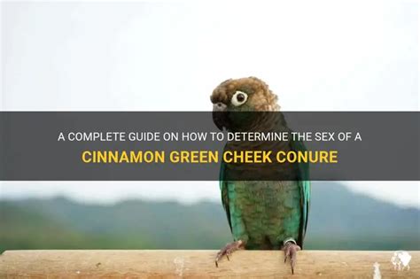 A Complete Guide On How To Determine The Sex Of A Cinnamon Green Cheek Conure Petshun