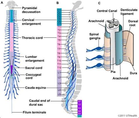 Anatomy Of The Spinal Cord Anatomical Charts Posters