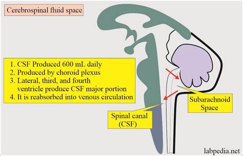 Cerebrospinal Fluid Analysis Part 1 Cerebrospinal Fluid CSF History And Normal Findings