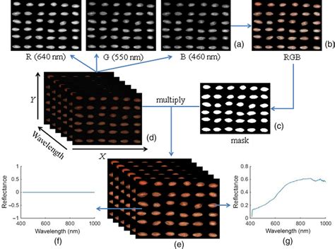 Main Procedure Of Image Segmentation And Spectral Data Extraction A Download Scientific