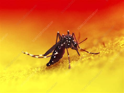 Aedes Sp Mosquito Stock Image C0571709 Science Photo Library