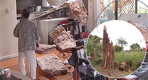 Tree Destroys Couple S Sydney Home After Council Rejected Request To Have It Removed