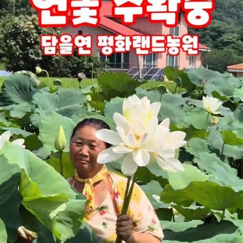 담을연 평화랜드농원 Youtube