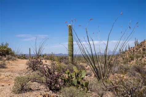 Cactus Saguaro Largo Y Delgado En Tucson Arizona Imagen De Archivo Imagen De Majestuoso Hoja