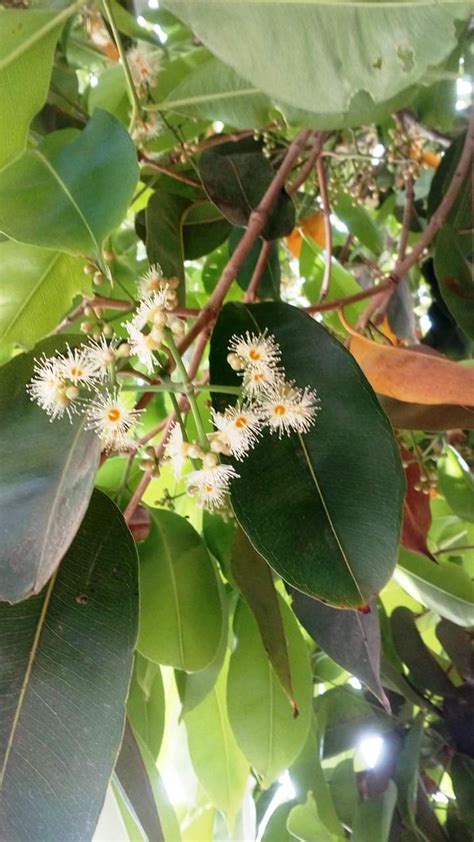 जामुन Syzygium Cumini Eugenia Jambolana Lam Known As Jambul Jambolan Jamblang Or Jamun